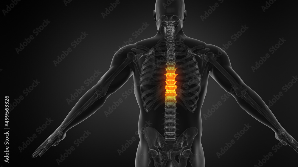 Human Anatomy Showing Spine Structure. Stock Illustration | Adobe Stock