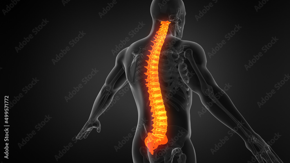 Anatomy of Human Spine. Stock Illustration | Adobe Stock