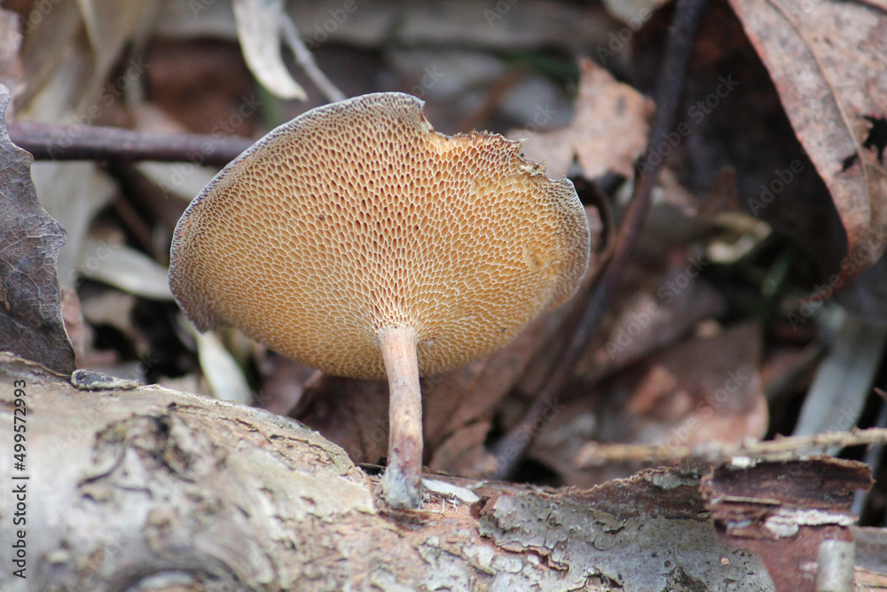 Polyporus Brumalis