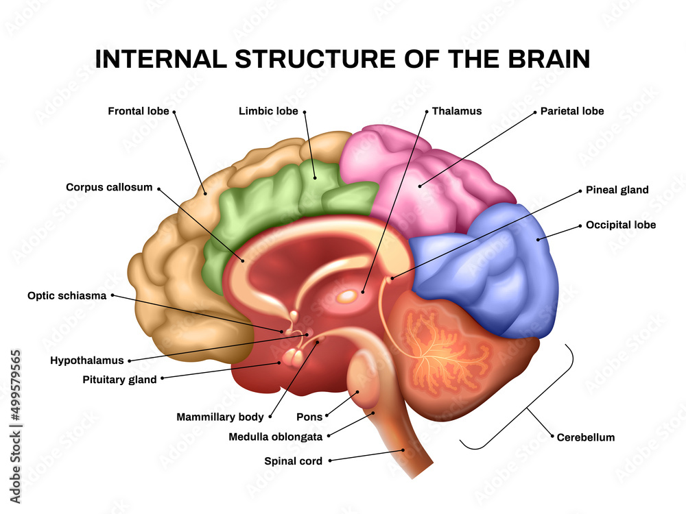 Realistic Brain Anatomy Stock Vector | Adobe Stock