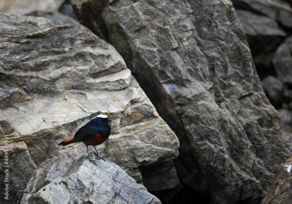 The white-capped redstart or white-capped water redstart (Phoenicurus ...