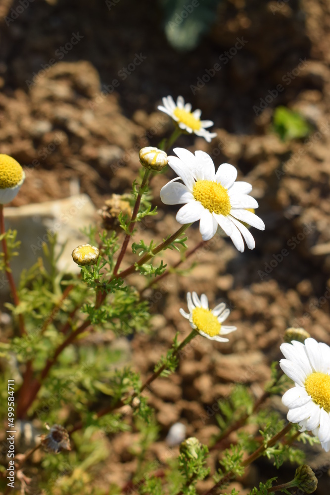 Anacyclus clavata also known as Camomilla tomentosa, Pusteni targok ...