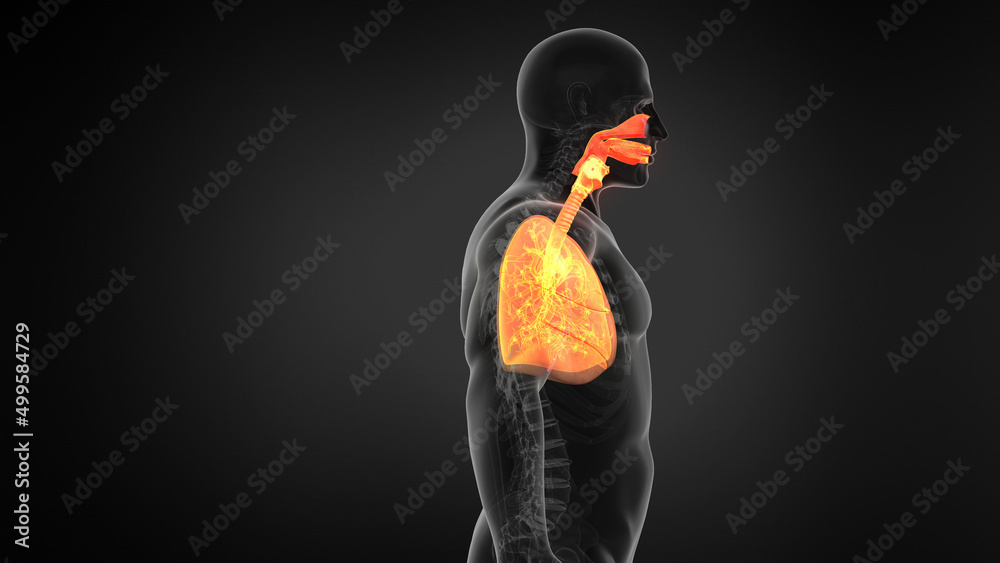 X-ray view Human Lung Respiratory System Stock Illustration | Adobe Stock