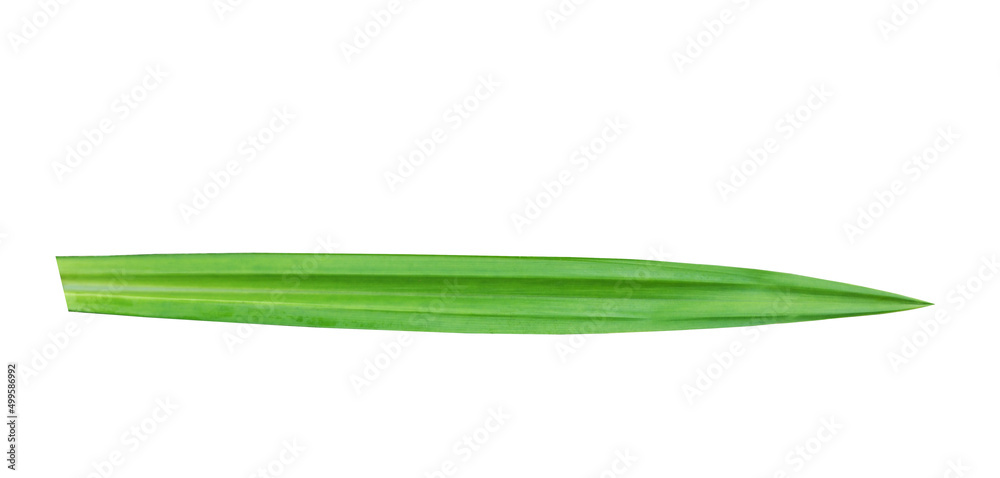 Pandanus leaf cut out outline green leaf isolated on white background ...