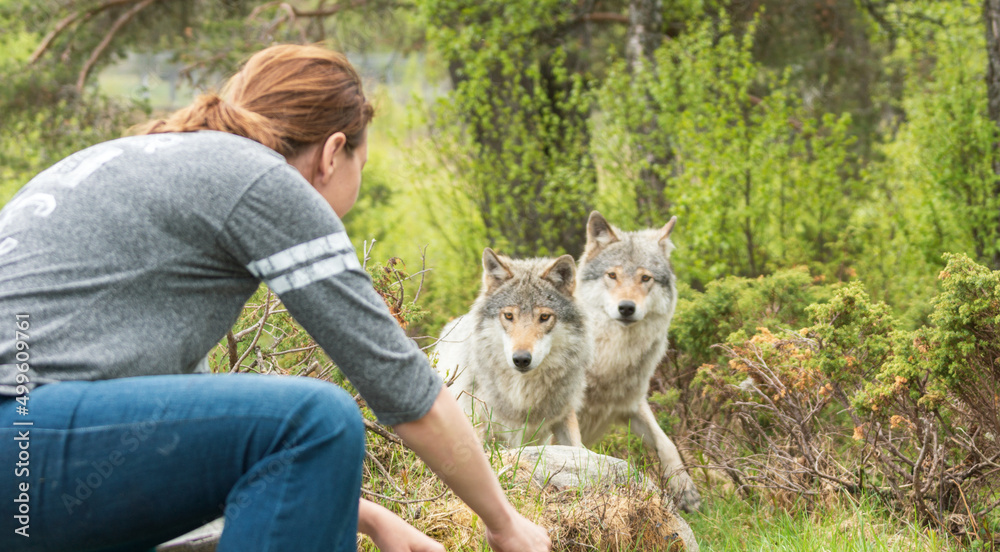 Man sitting next to canis lupus gray wolves in nature. Close encounter ...