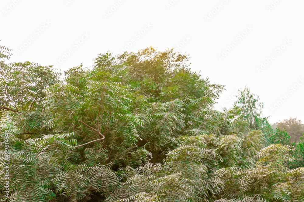 Top view of neem tree Azadirachta indica leaves and branches foto de ...
