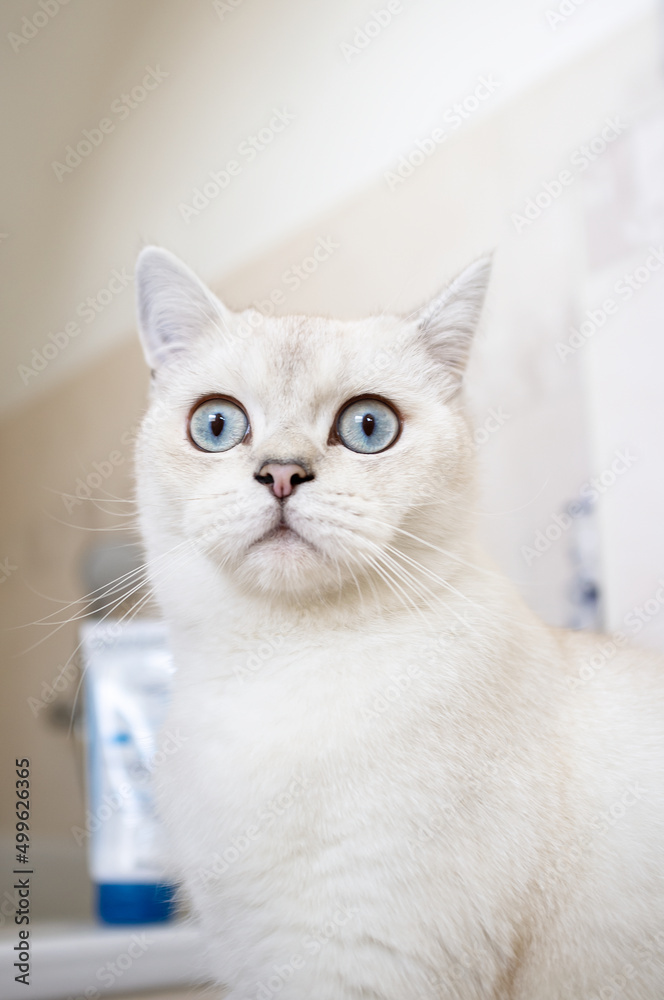 Stunned cat is shocked and looks with big blue eyes, on a blurred background. Stock Photo ...