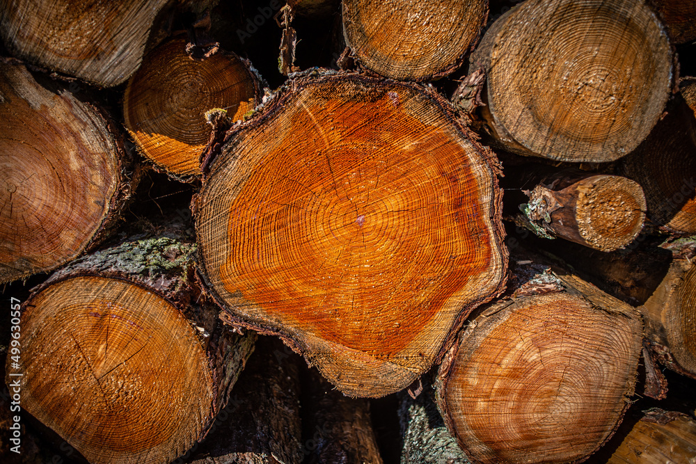 Wood pile of timber logs showing end grain Stock Photo | Adobe Stock
