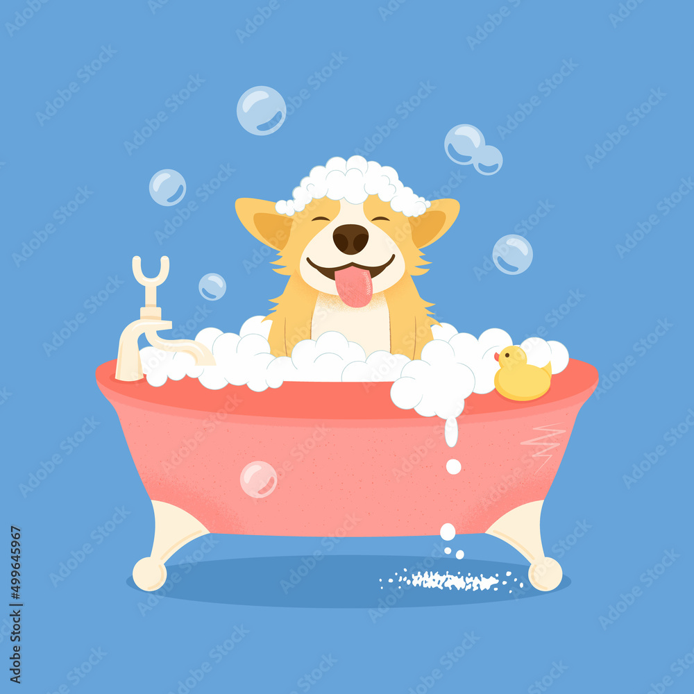 Dog grooming concept. Cute welsh corgi dog character, takes a bubble ...