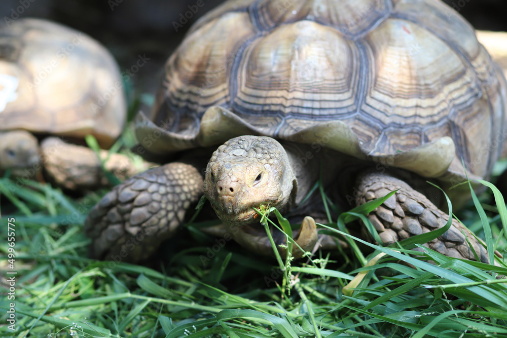 Big sulcata turtle eat leaves, wildlife animal eat green leaf food ...