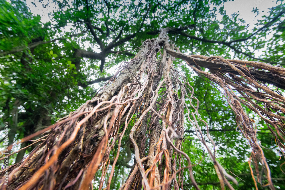 Foto de Brown roots hanging in air , big banyan tree - shot at Acharya ...
