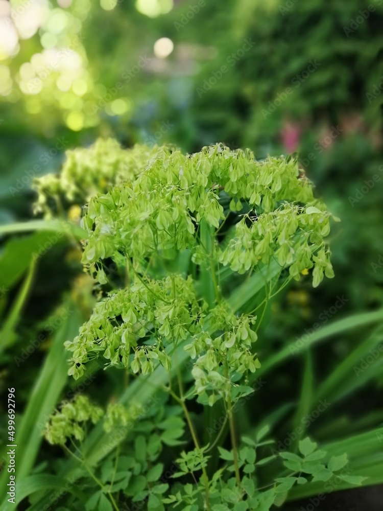 Alchemilla vulgaris. Huge faded green airy inflorescences in the garden ...