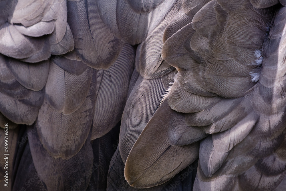 Foto de Texture of the plumage of the Andean Condor (Vultur gryphus ...