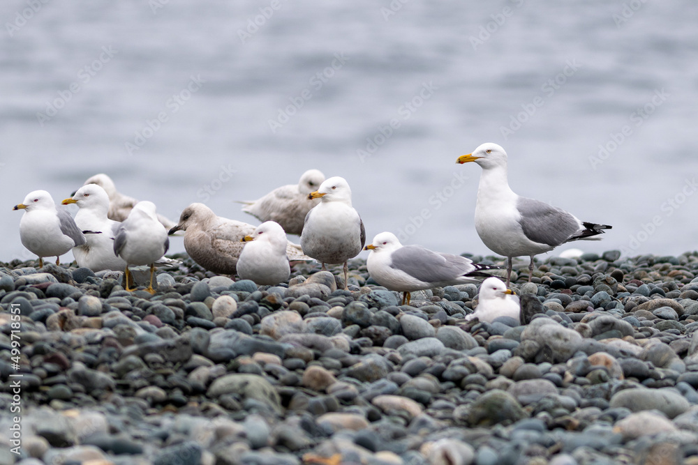 A flock of gulls perched on a pebbled beach. The wild birds are white ...