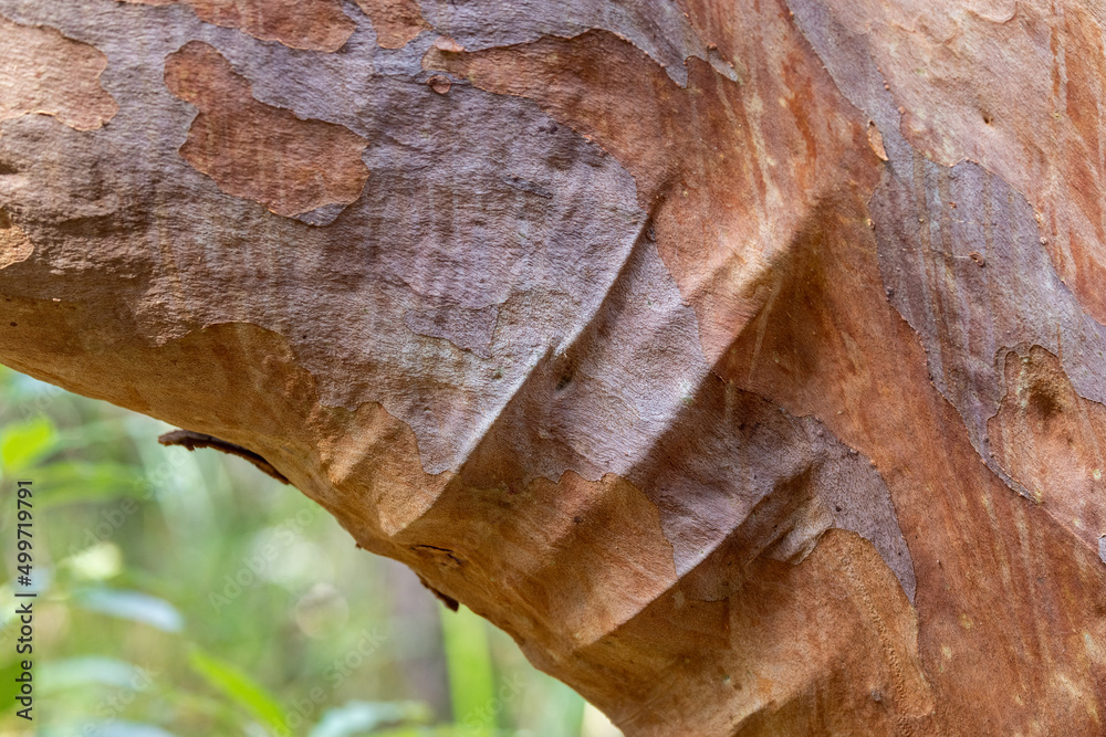 Trunk of an Australian Scribbly Gum Tree (Eucalyptus haemastoma) Stock ...