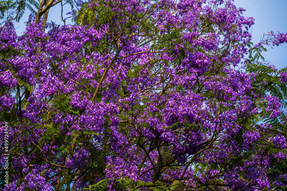 Violet colored leaves of the Jacaranda Mimosifolia, a sub-tropical tree ...