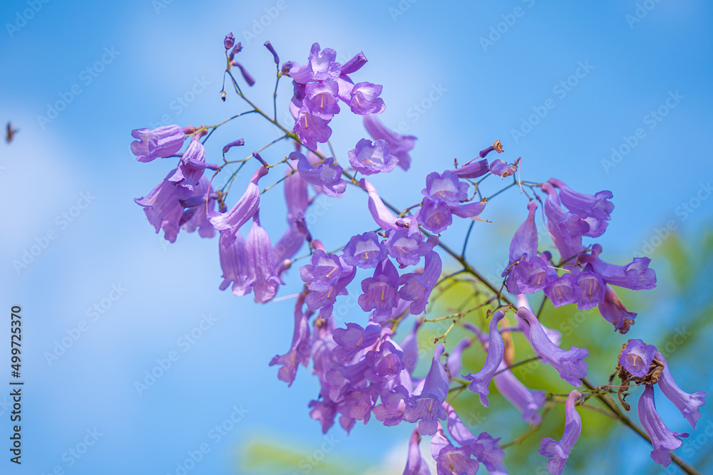 Violet colored leaves of the Jacaranda Mimosifolia, a sub-tropical tree ...