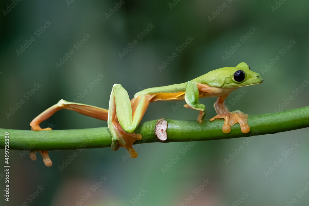 Gliding tree frog (Agalychnis spurrelli) is a species of frog in family ...