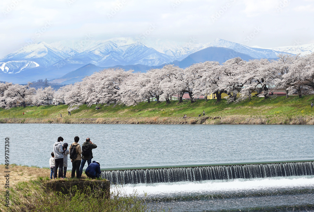 Tourists take a photo to Cherry blossoms along the River Shiroishi-gawa ...