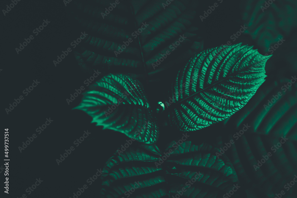 Kratom leaves leaf, Green leaf background - Mitragyna speciosa (Kratom ...
