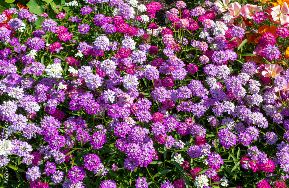 Iberis Umbellata