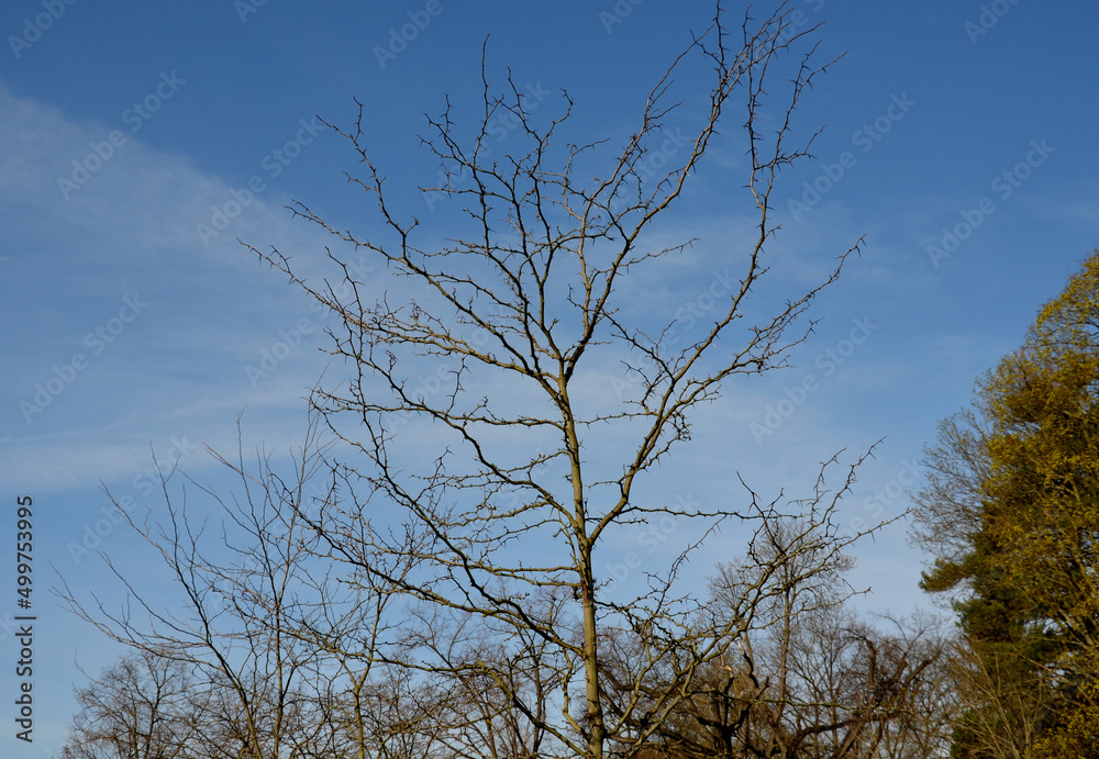 is a deciduous tree, native to North America. It grows to a height of ...