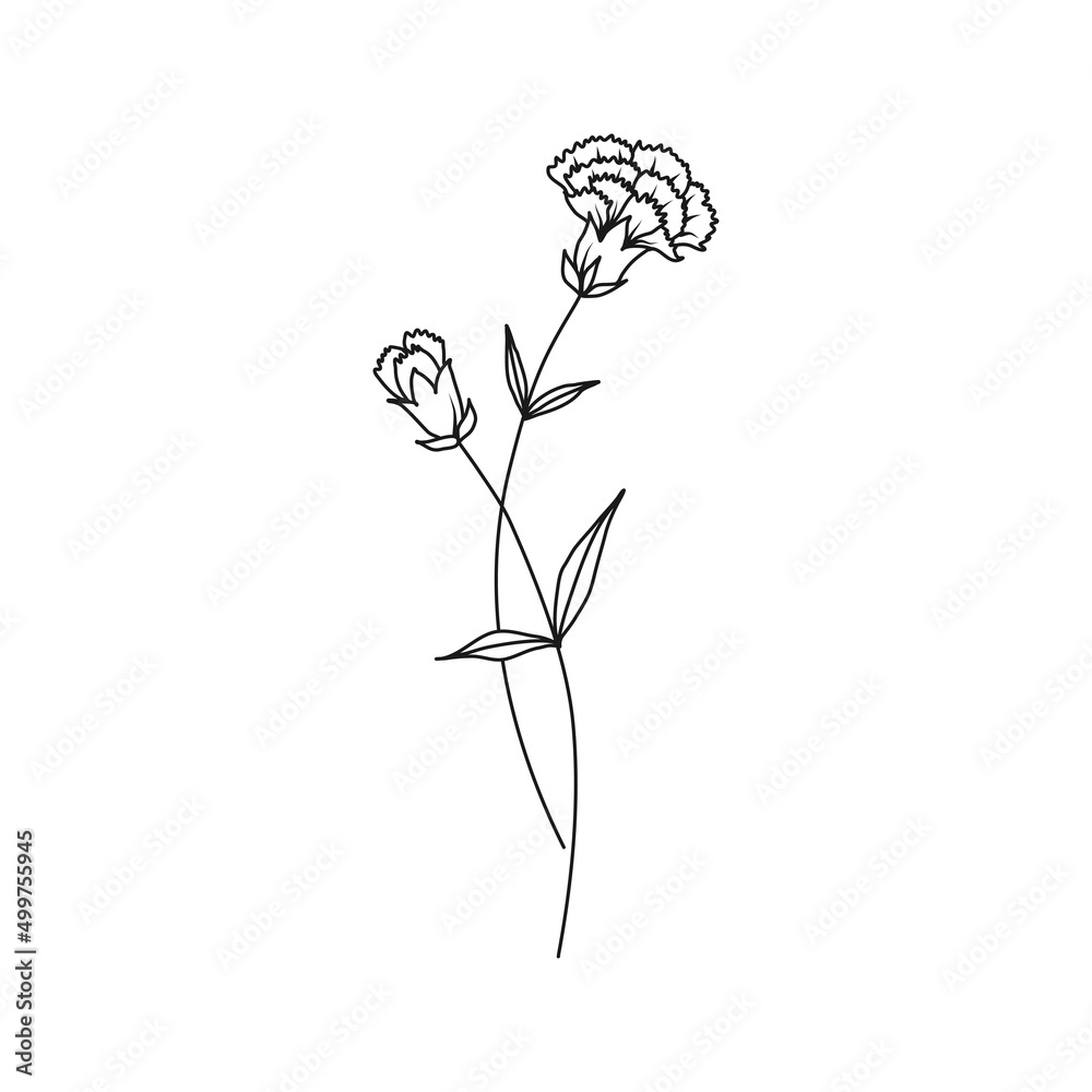 Carnation January Birth Month Flower Illustration Stock Vector | Adobe ...