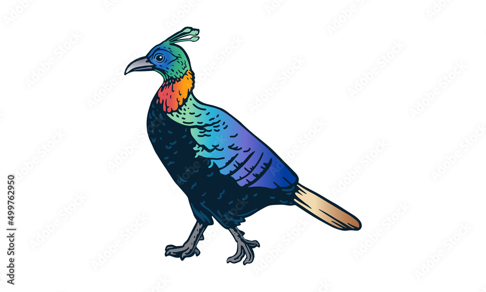 Himalayan monal on light background, vector, illustration logo, sign ...