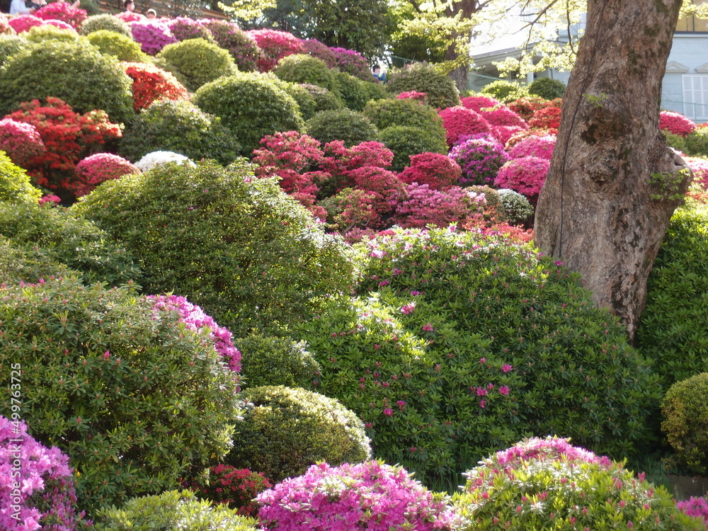 Japanese shrine festival of the “Tsutsuji (Azalea)", Nezu Shrine, Tokyo ...