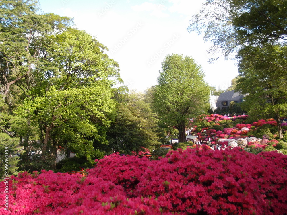 Japanese shrine festival of the “Tsutsuji (Azalea)", Nezu Shrine, Tokyo ...