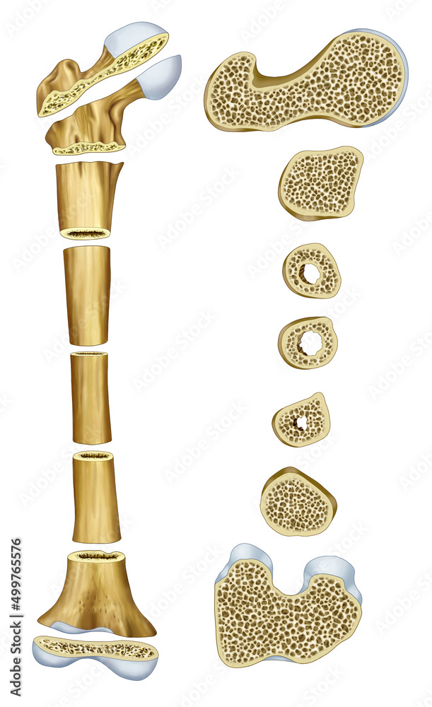 dissection of the femoral internal femur Stock Illustration | Adobe Stock
