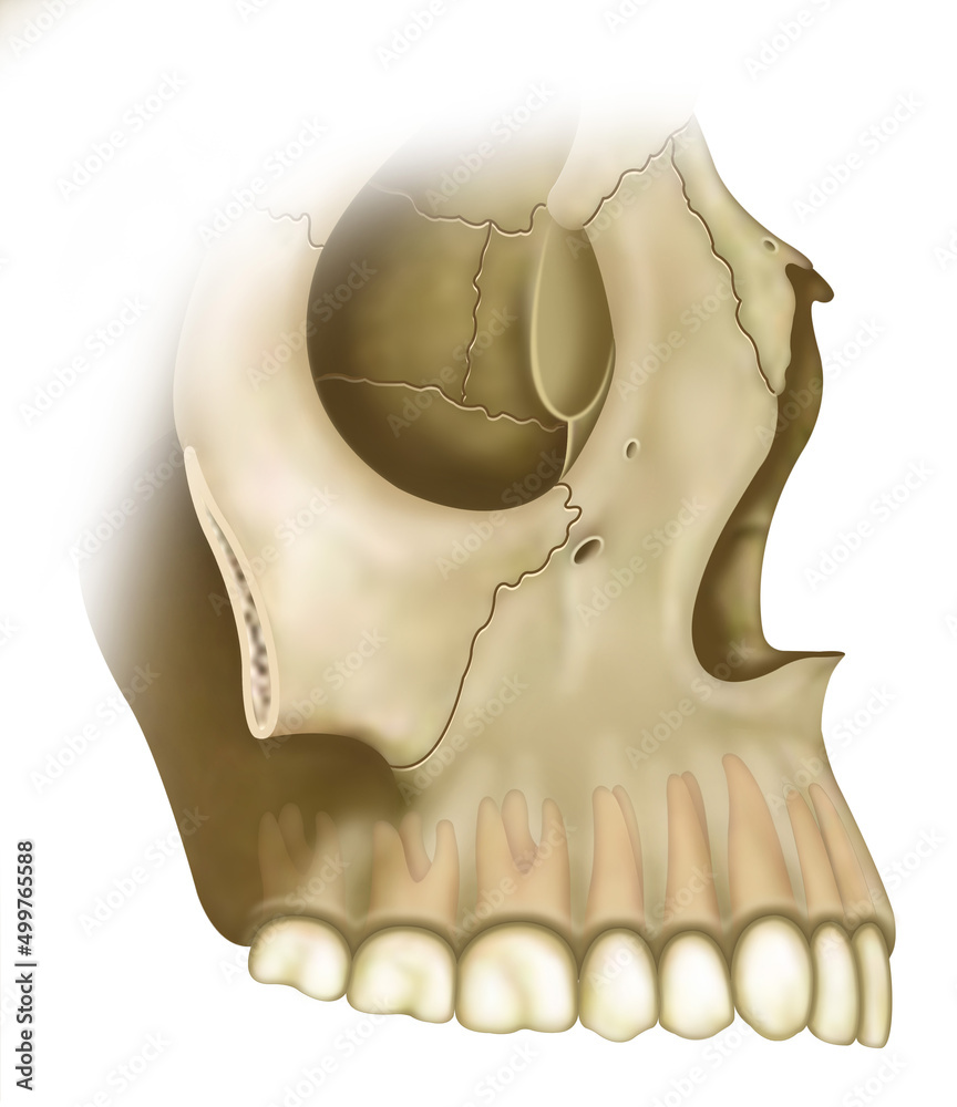 Ilustración anatómica de la visión lateral del maxilar superior y sus ...