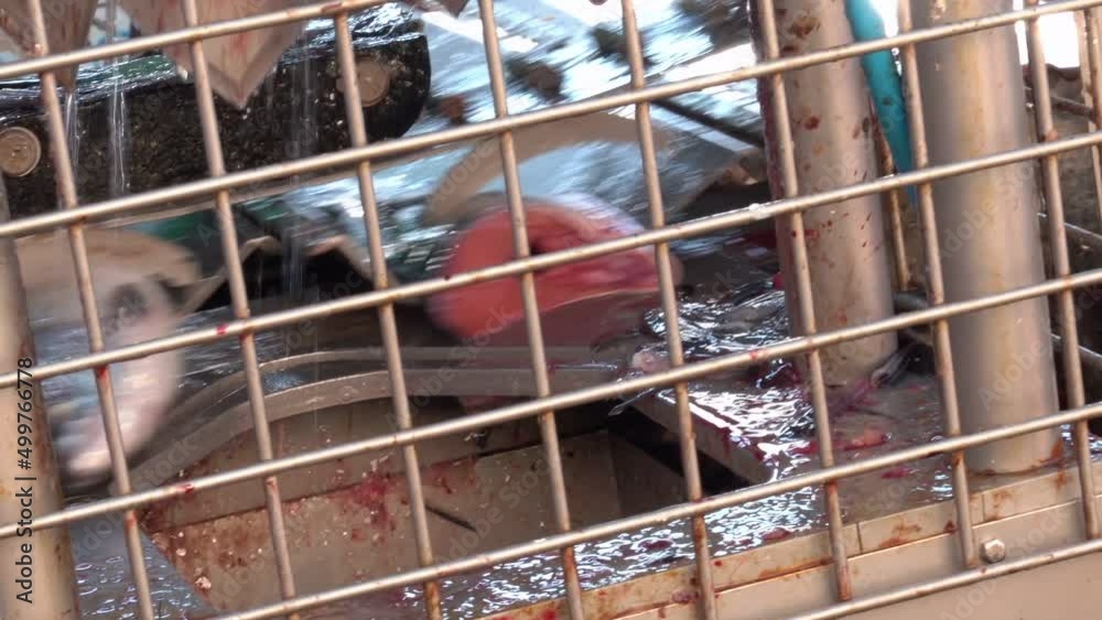 Decapitation of fish individuals on an automatic machine. The fish ...