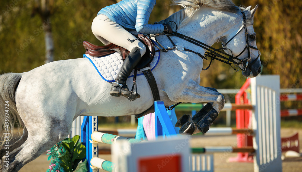 Jumping horse, white, with rider jumping over an obstacle, photographed ...