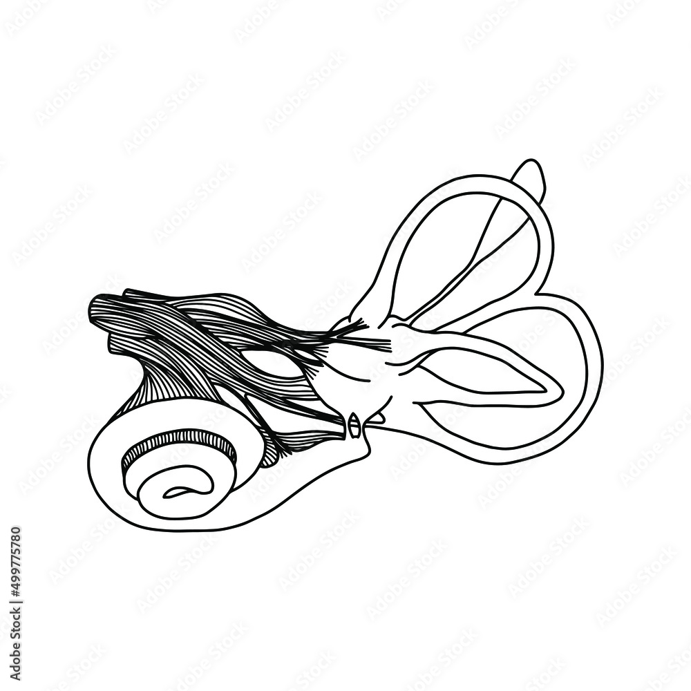 Human cochlea anatomy. The structure of the inner ear. Stock Vector ...