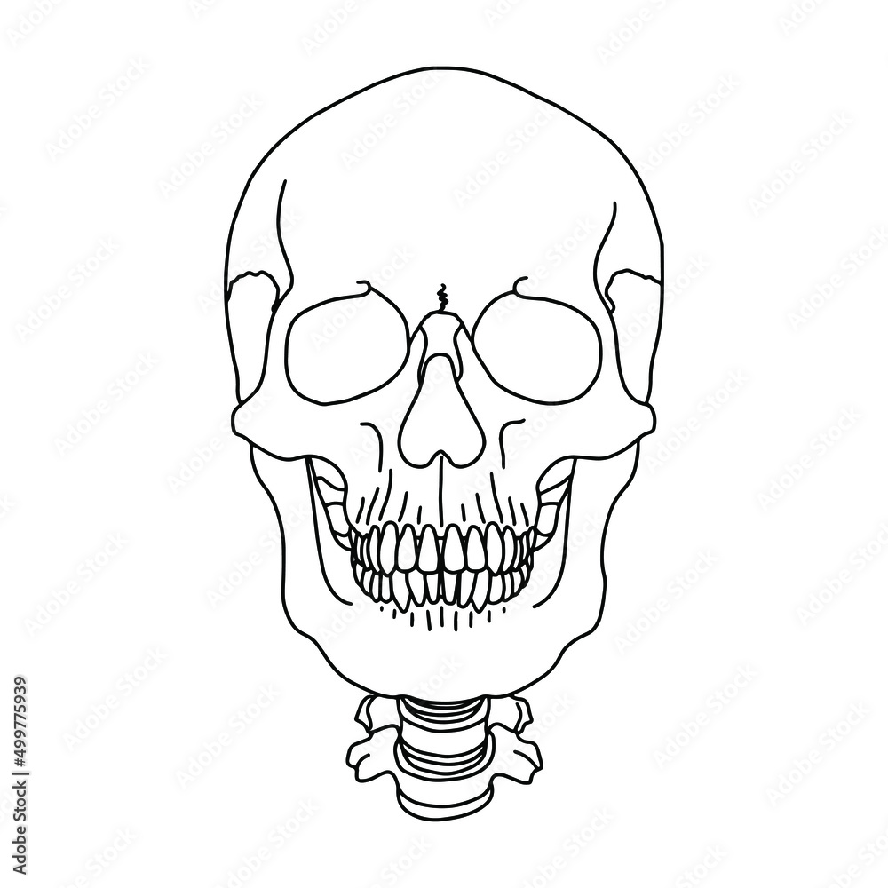 A human skull, drawn by lines on white background. Vector Stock ...
