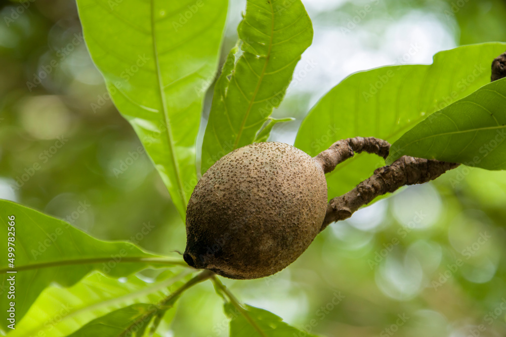The fruit of Crescentia cujete. commonly known as the calabash tree, is ...