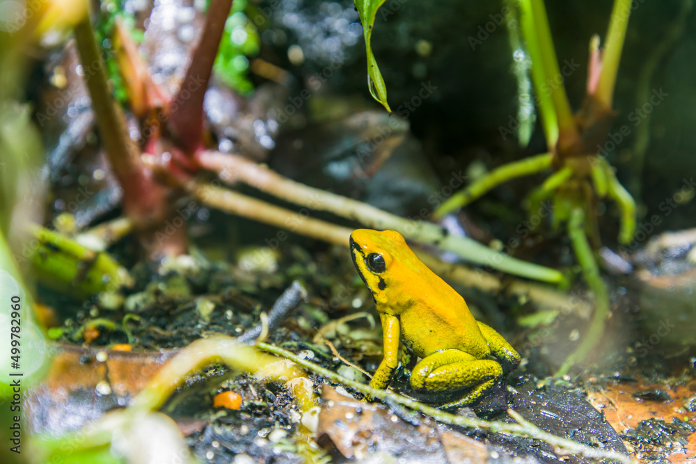 black-legged poison frog (Phyllobates bicolor) is the second-most toxic ...