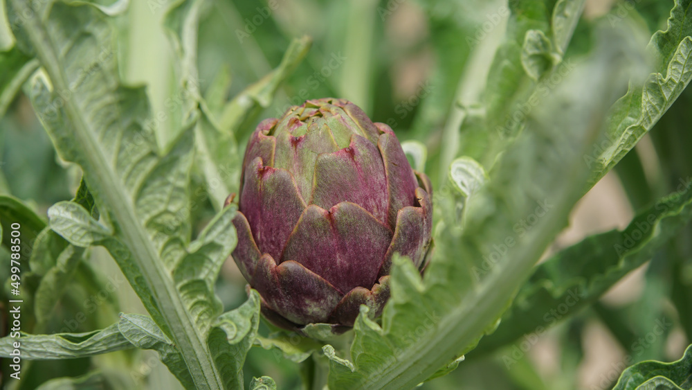 Alcachofa morada madurando en la planta e primer plano, Cynara scolymus ...