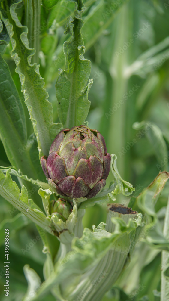 Alcachofa morada madurando en la planta e primer plano, Cynara scolymus ...