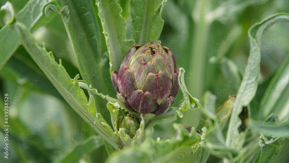 Alcachofa morada madurando en la planta e primer plano, Cynara scolymus ...