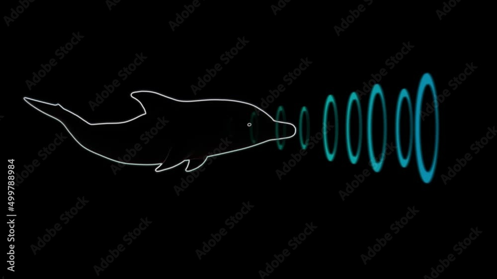 Dolphin emitting sonar , echolocation signals. Cetacean sends sonar ...