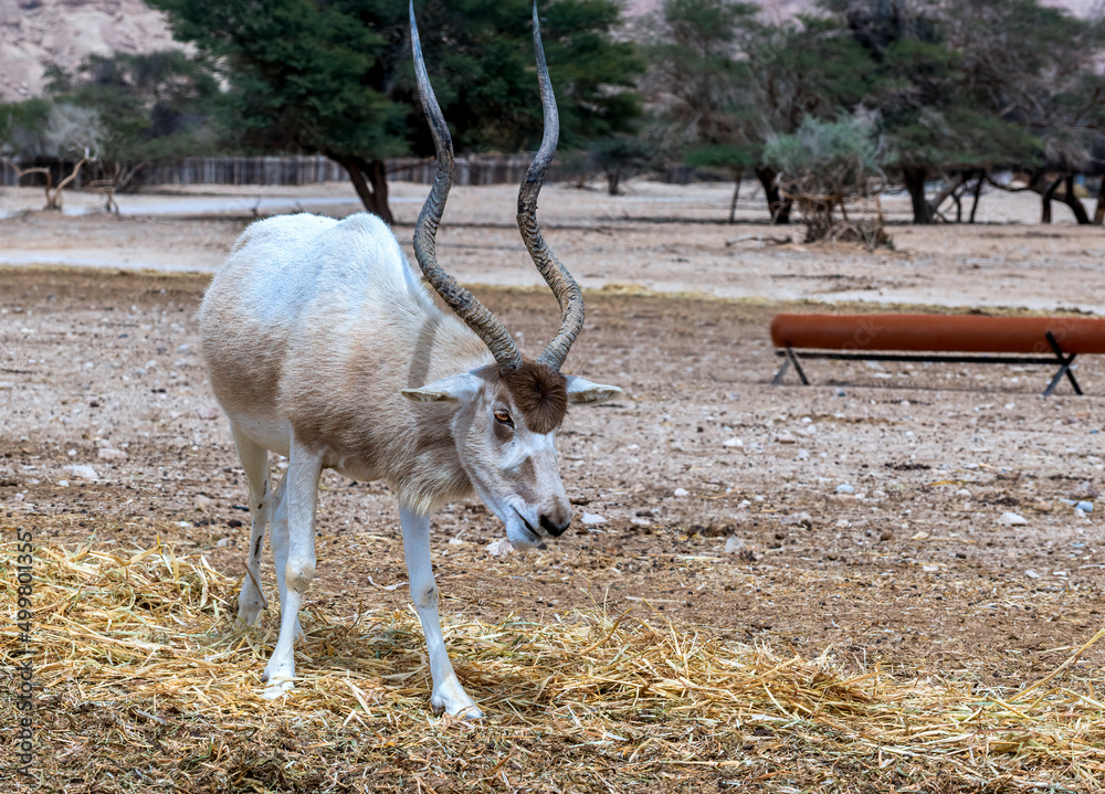 Curved horned antelope Addax (Addax nasomaculatus) was introduced from ...