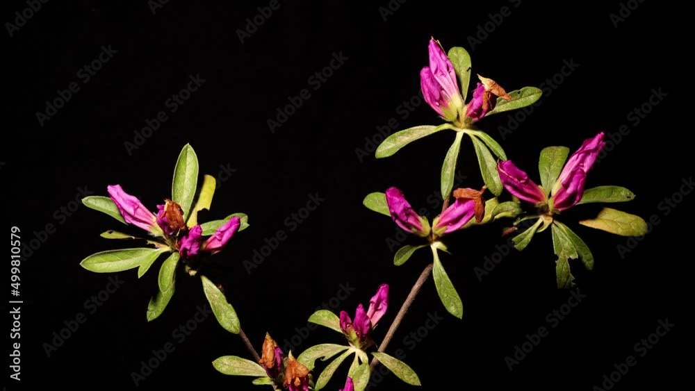 Time lapse footage of blooming pink Rhododendron simsii Planch flowers ...