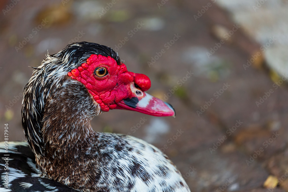 Beautiful Muscovy Duck (Cairina moschata) in the yard of the chicken ...