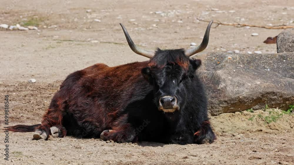 Heck cattle, Bos primigenius taurus, claimed to resemble the extinct ...