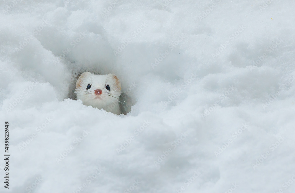 Short tailed weasel hiding in snow Stock Photo | Adobe Stock