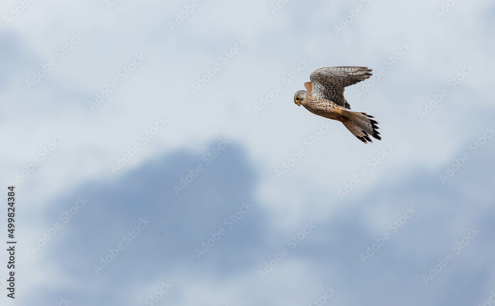 European kestrel merlin hovering over field Stock Photo | Adobe Stock