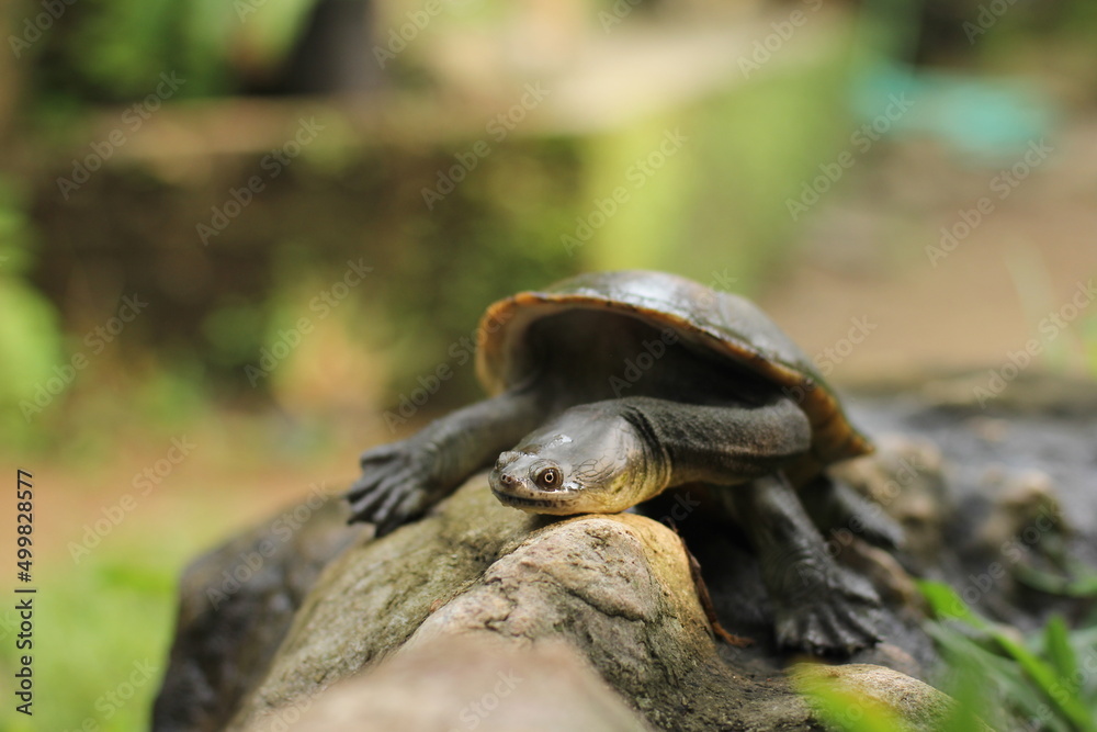 Snake-necked turtle is a critically endangered turtle species from Rote ...