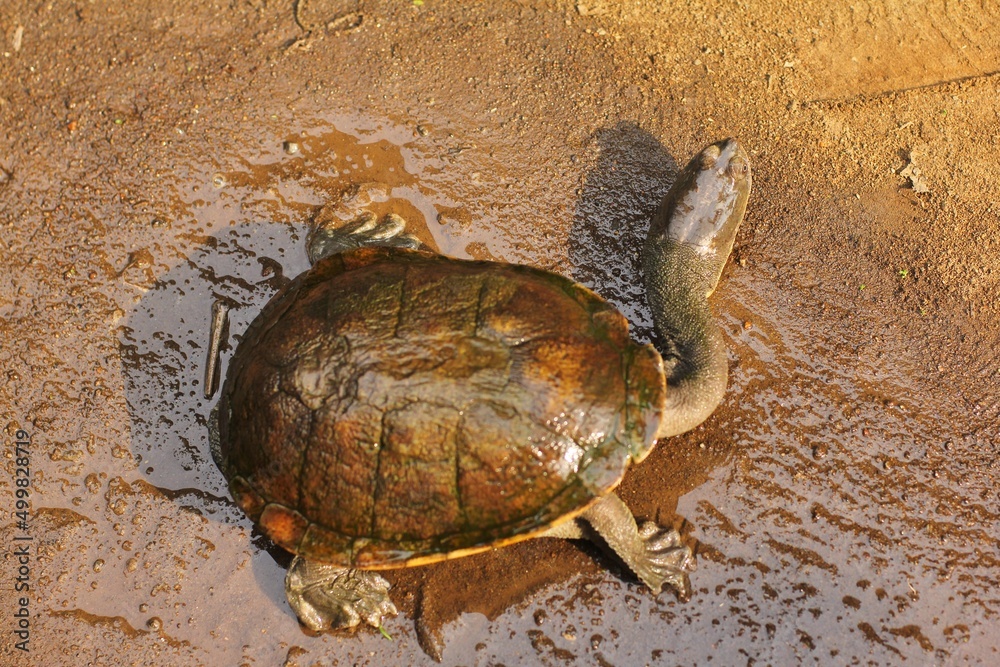 Snake-necked turtle is a critically endangered turtle species from Rote ...